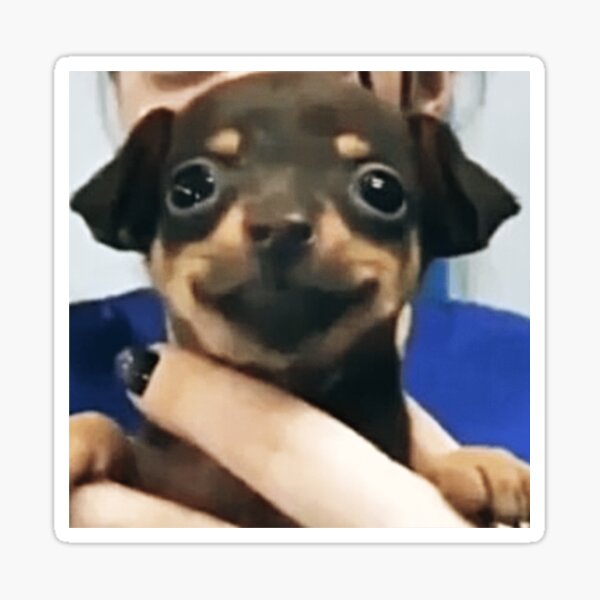 "Cute puppy chiwawa " Sticker for Sale by M-Bean | Redbubble