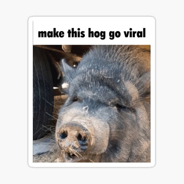 "Viral Hog" Sticker for Sale by blowjared | Redbubble
