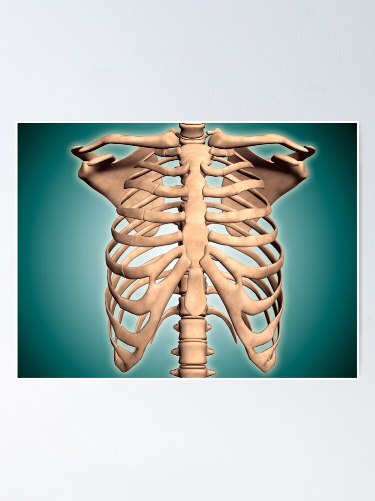 "Close-up view of human rib cage." Poster for Sale by StocktrekImages ...