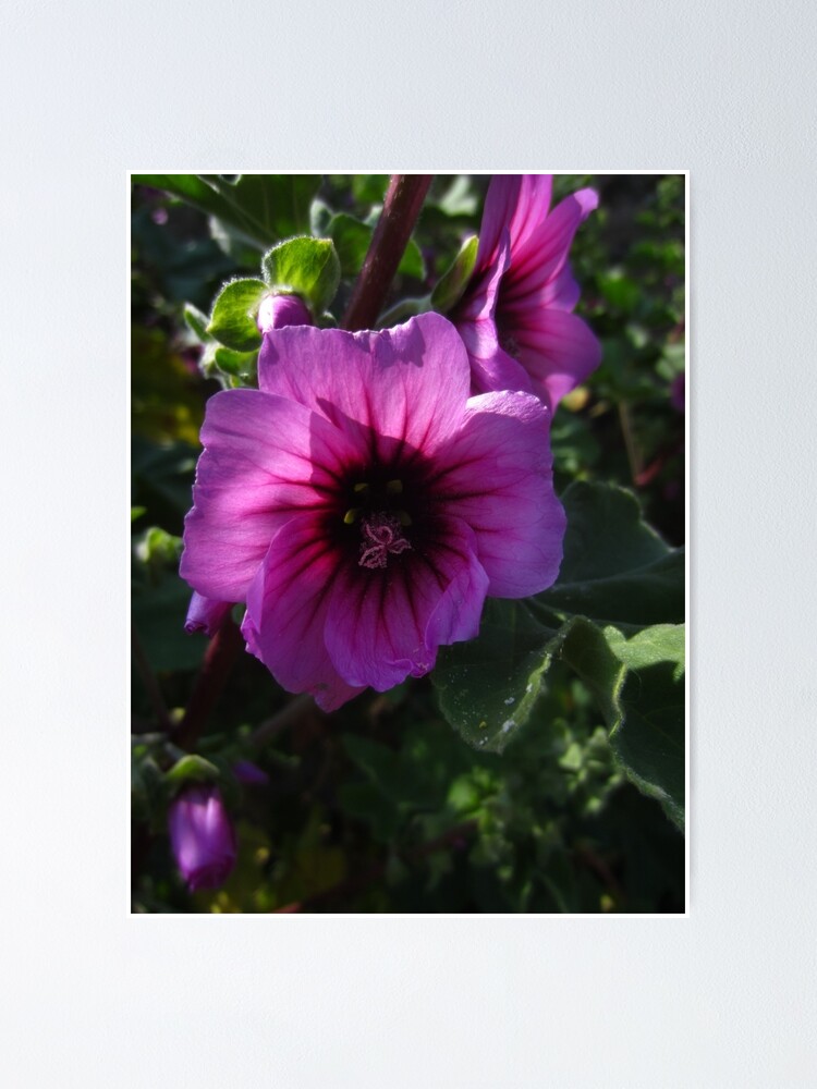 "Common tree mallow" Poster for Sale by IOMWildFlowers | Redbubble