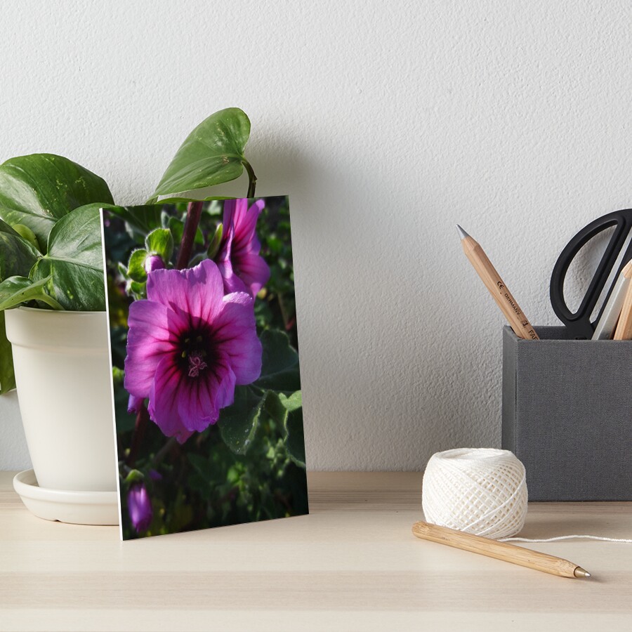 "Common tree mallow" Art Board Print by IOMWildFlowers | Redbubble