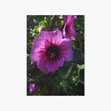 "Common tree mallow" Art Board Print by IOMWildFlowers | Redbubble