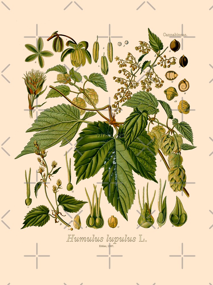 "Vintage Art - Botanical Illustration of "Humulus lupulus L.", 1887 ...
