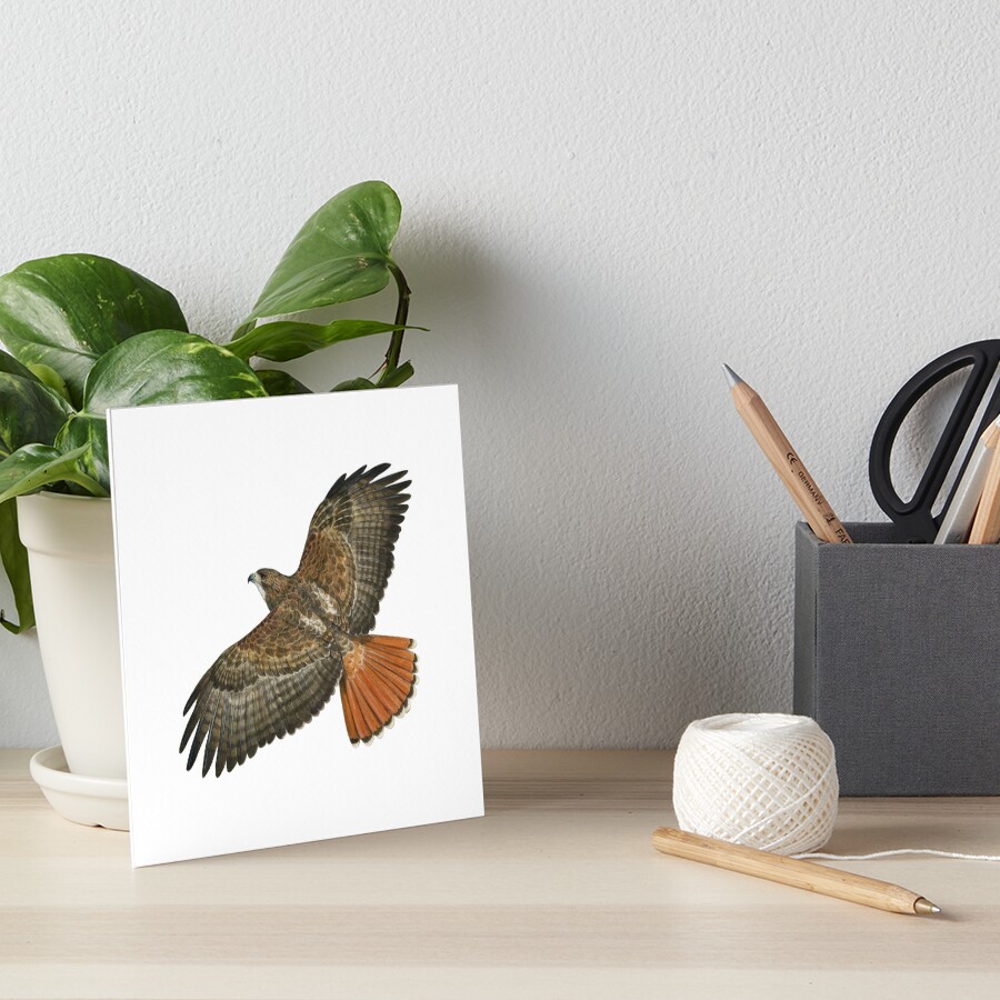 "Red Tailed Hawk in Flight" Art Board Print by windfalcon | Redbubble