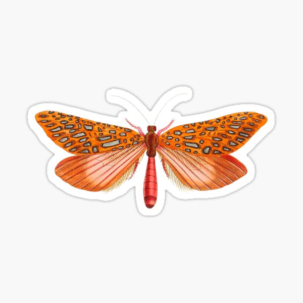 "George Shaw - Venus Moth illustration" Sticker by SpicyAmbition ...