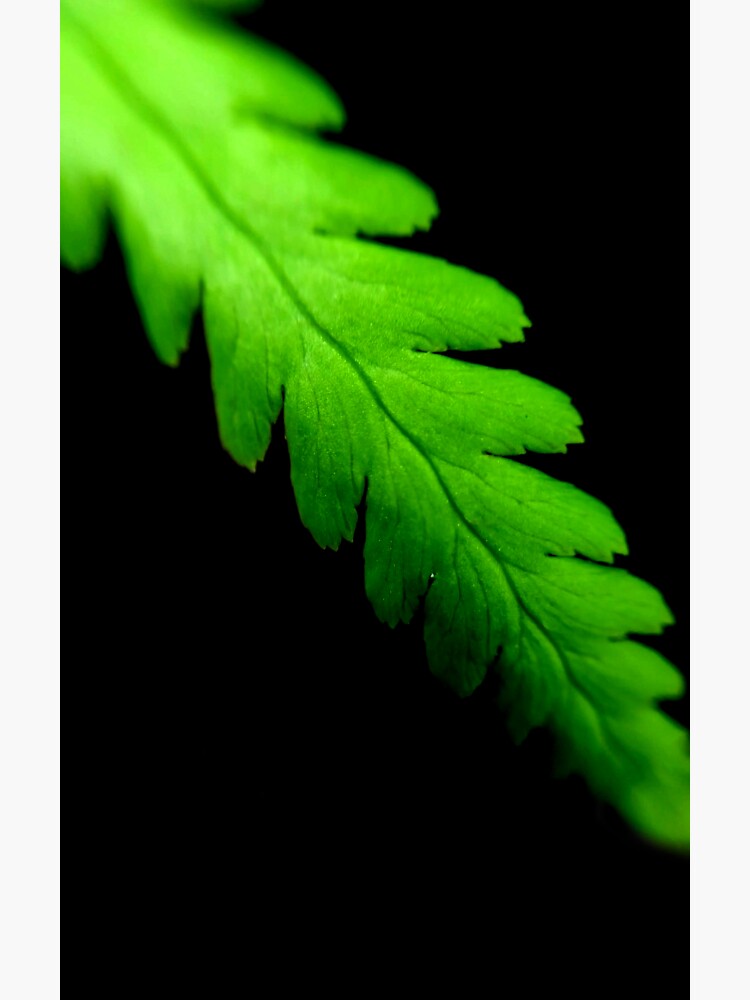 "Stand Out Leaf V2 Blacked out Background" Sticker by MyMacros | Redbubble