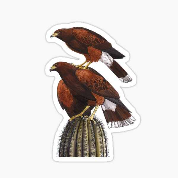 "Harris Hawk Stack" Sticker for Sale by windfalcon | Redbubble