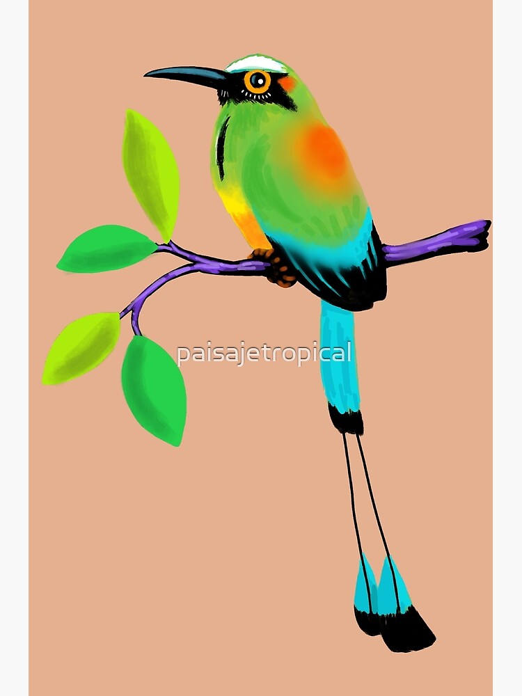 Lámina fotográfica «Hermoso Torogoz» de paisajetropical | Redbubble
