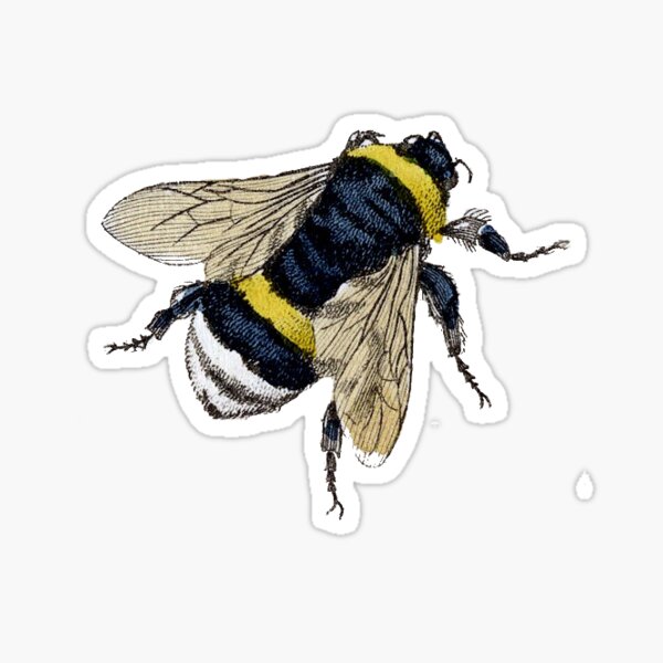"Bumble Bee" Sticker for Sale by Jennifersjoys | Redbubble
