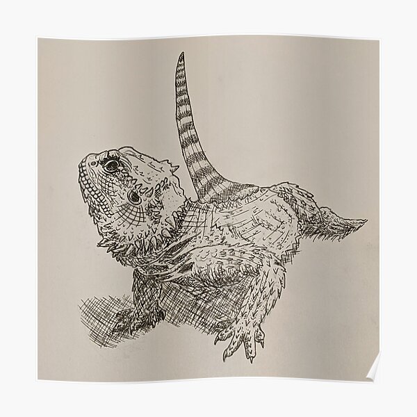 "Bearded dragon line art" Poster for Sale by ScaleQueen | Redbubble