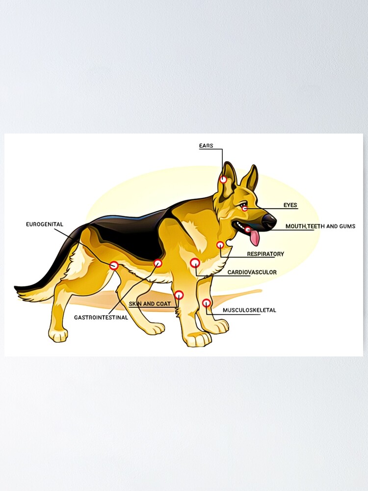 "The Anatomy Of A German Shepherd" Poster for Sale by DogsAndPeople ...