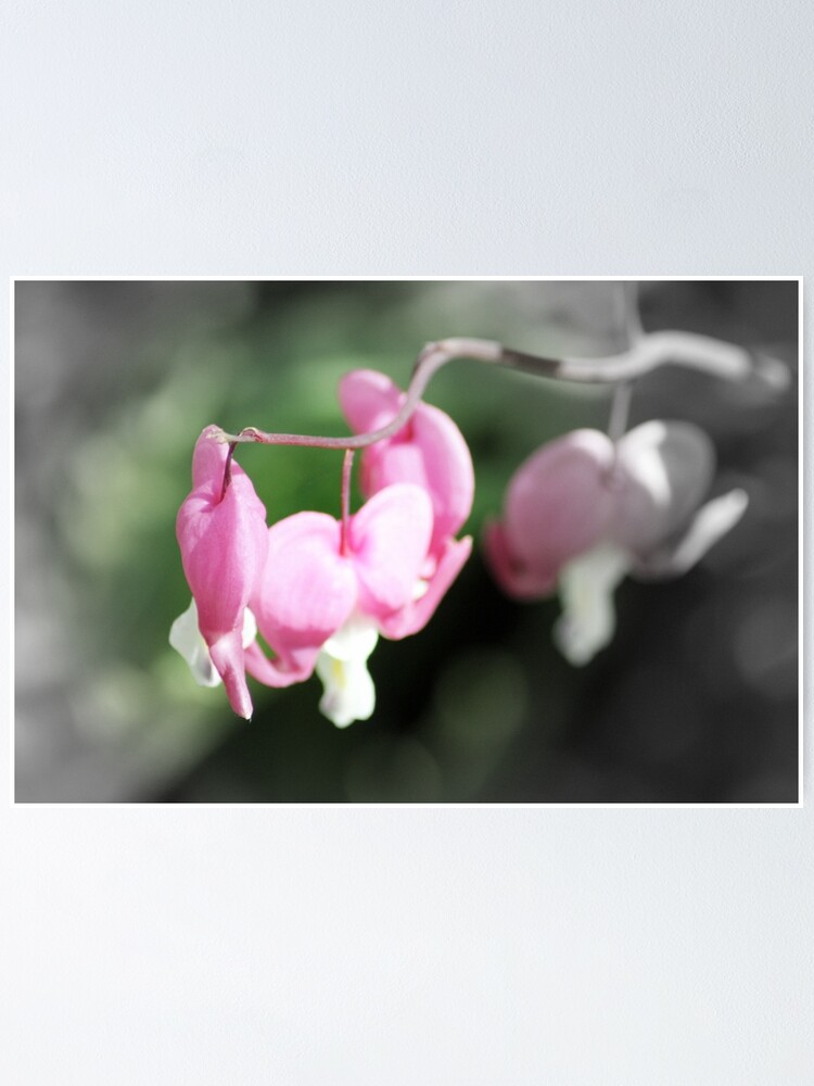 "red bleeding hearts, soft background 2" Poster for Sale by DlmtleArt ...