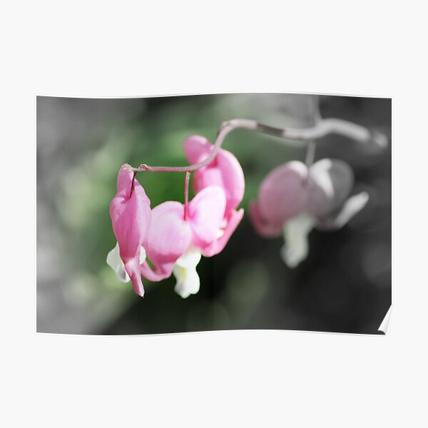 "red bleeding hearts, soft background 2" Poster for Sale by DlmtleArt ...