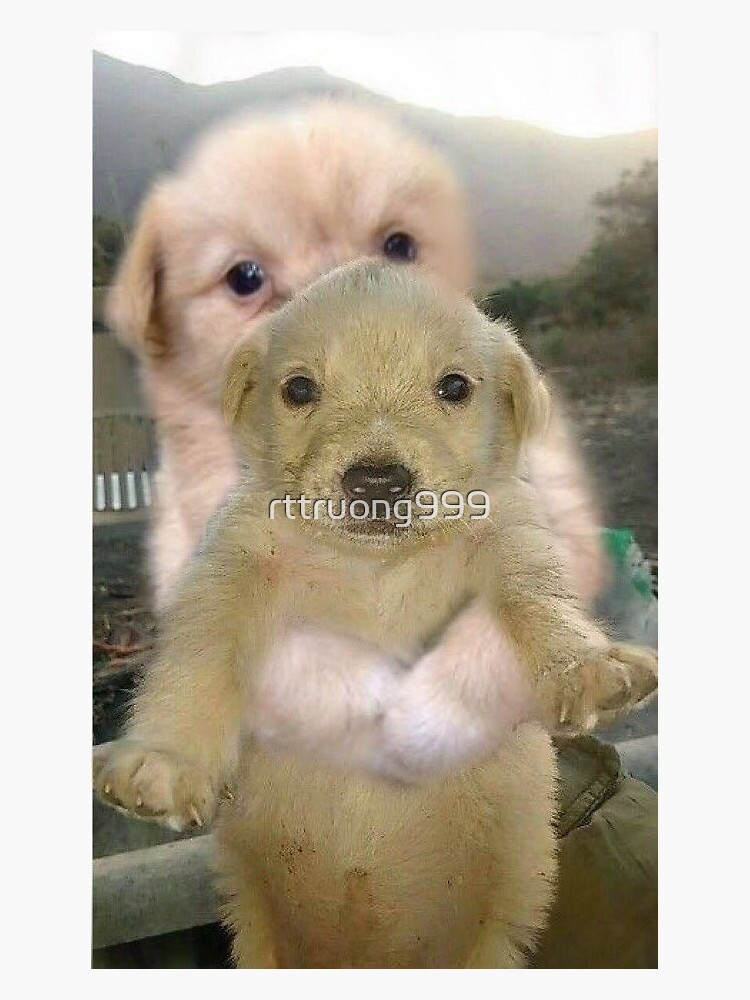 "Dogs Huggingcute, meme" Sticker for Sale by rttruong999 | Redbubble