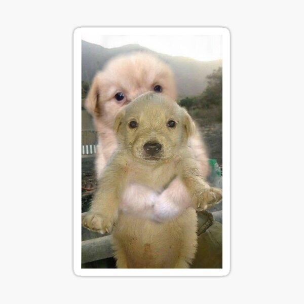 "Dogs Huggingcute, meme" Sticker for Sale by rttruong999 | Redbubble