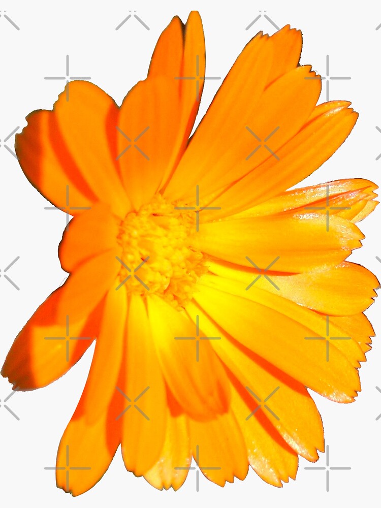 "Marigold" Sticker by mariya-ivanova | Redbubble