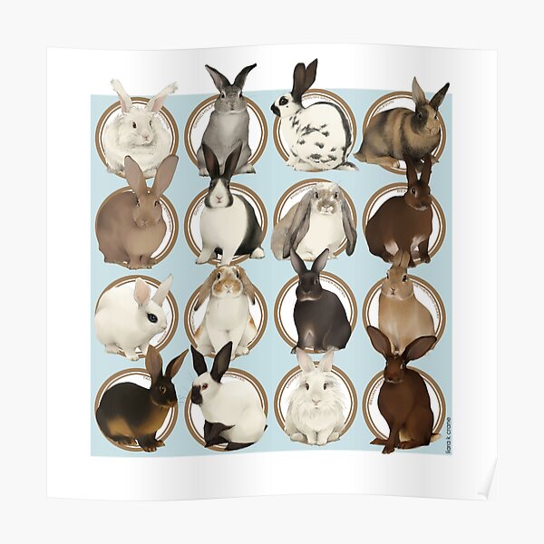 "Rabbit Breeds" Poster for Sale by liarakcrane | Redbubble