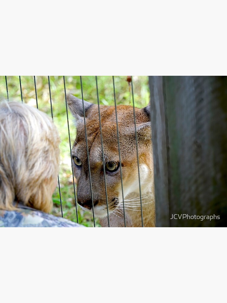 "Florida Panther" Poster for Sale by JCVPhotographs | Redbubble