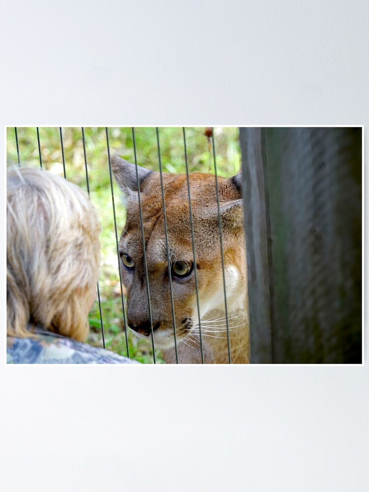 "Florida Panther" Poster for Sale by JCVPhotographs | Redbubble