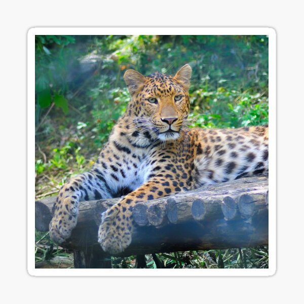 "Amur Leopard at the Zoo" Sticker by DesignMore21 | Redbubble