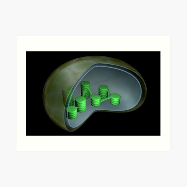 Chloroplast Art Prints | Redbubble