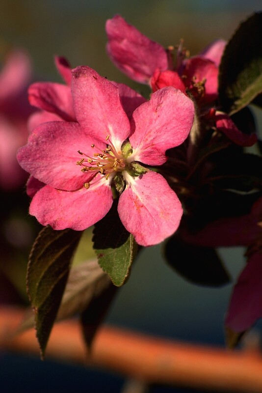 "Petals Of Spring" by K D Graves Photography | Redbubble