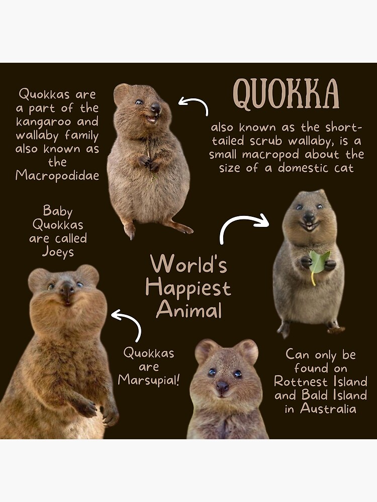 "Quokka Fun Facts" Poster for Sale by KyleNesas | Redbubble