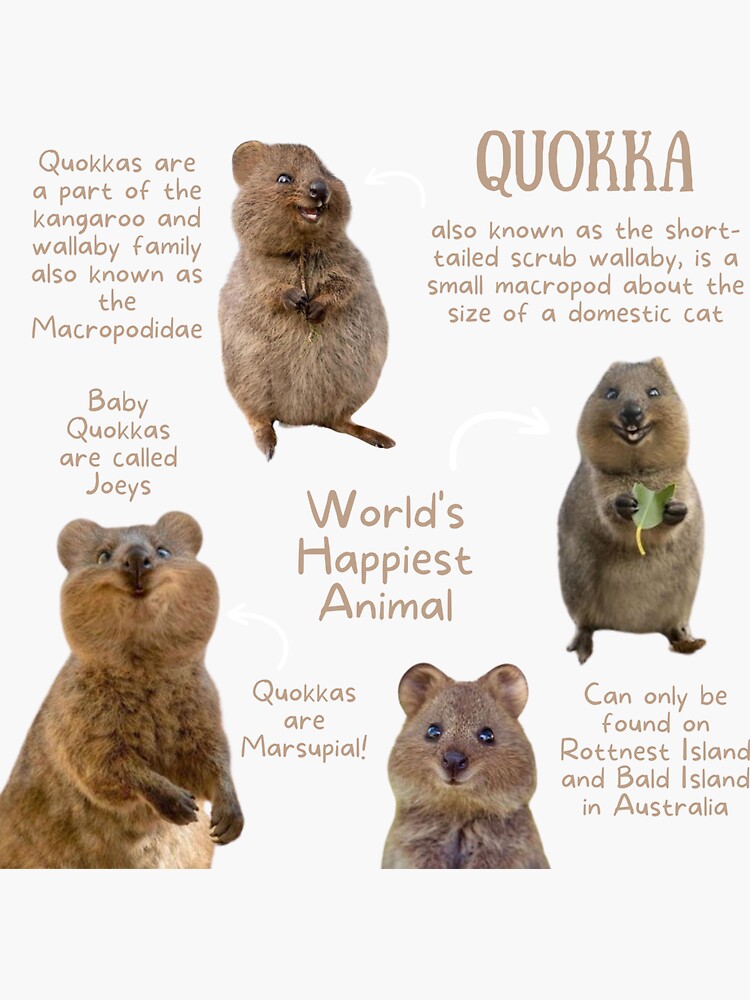 "Quokka Fun Facts" Sticker by KyleNesas | Redbubble