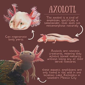 "Axolotl Fun Facts" Poster for Sale by KyleNesas | Redbubble