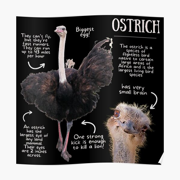 "Ostrich Fun Facts" Poster by KyleNesas | Redbubble