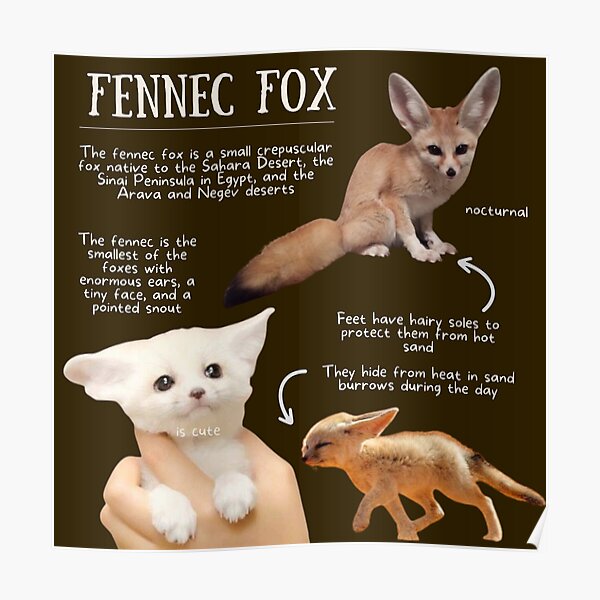 "Fennec Fox Fun Facts" Poster by KyleNesas | Redbubble