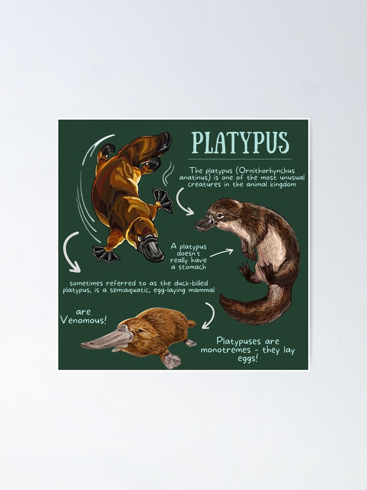 "Platypus Fun Facts" Poster for Sale by KyleNesas | Redbubble