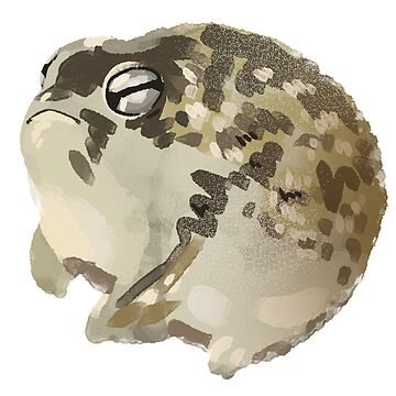 "Nugget Frog - Desert Rain Frog" Sticker for Sale by RumpledCrow ...