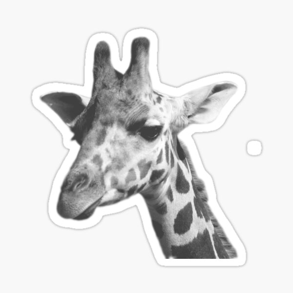 "Giraffe head shot" Sticker for Sale by CarlyHuntley | Redbubble