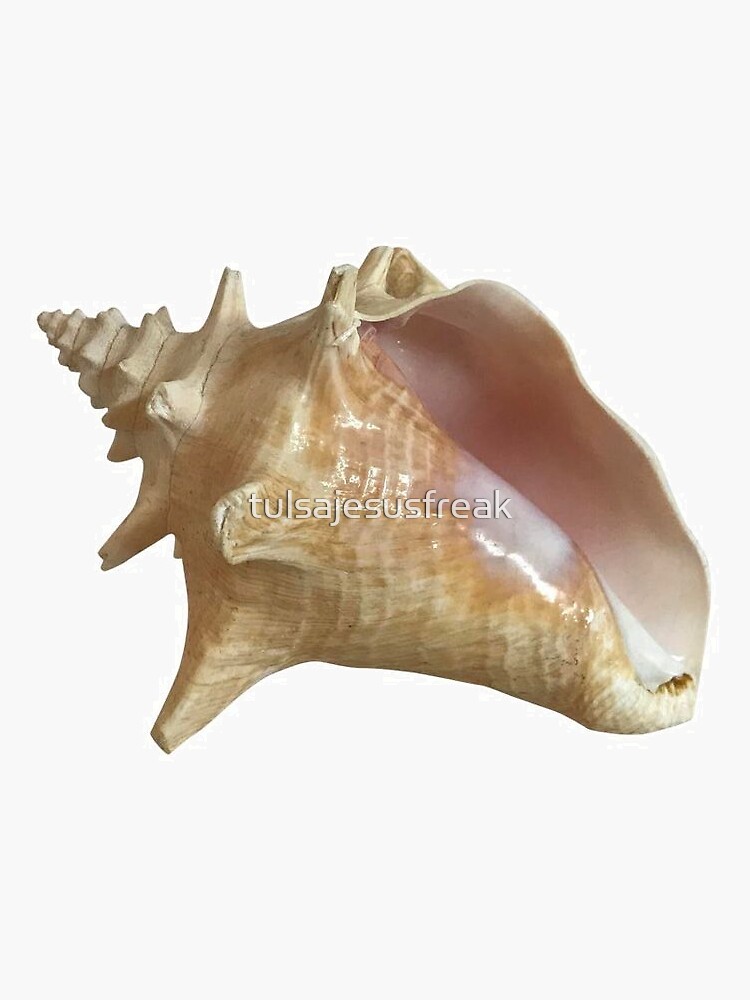 "conch shell" Sticker by tulsajesusfreak | Redbubble