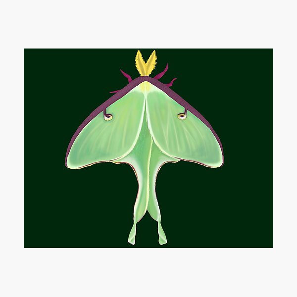"Luna Moth's Don't Have a Digestive System" Photographic Print by ...