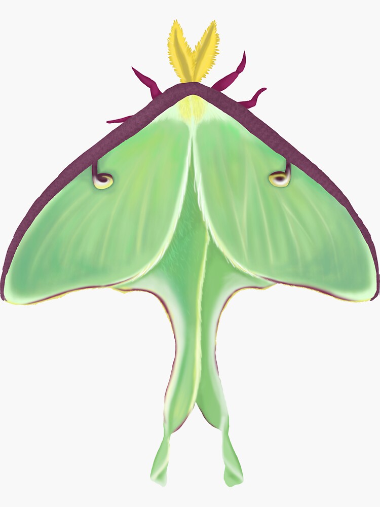 "Luna Moth's Don't Have a Digestive System" Sticker by theboredmax ...