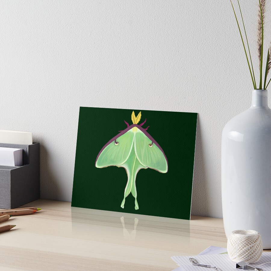 "Luna Moth's Don't Have a Digestive System" Art Board Print by ...