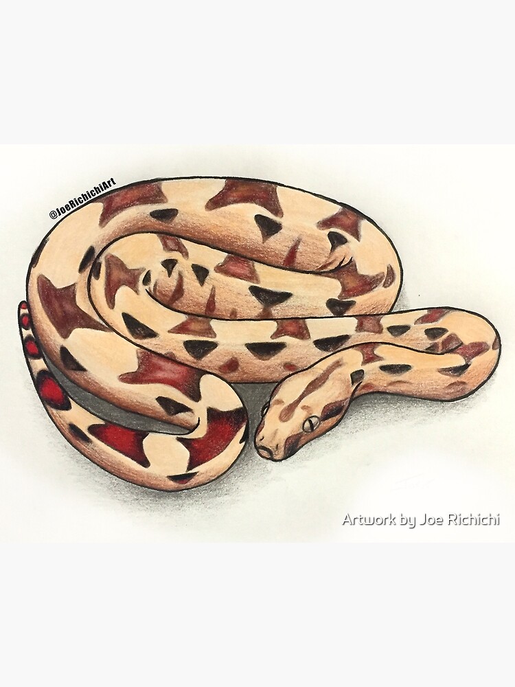 "Colombian Red Tail Boa" Art Print by Artworkbyjoe | Redbubble