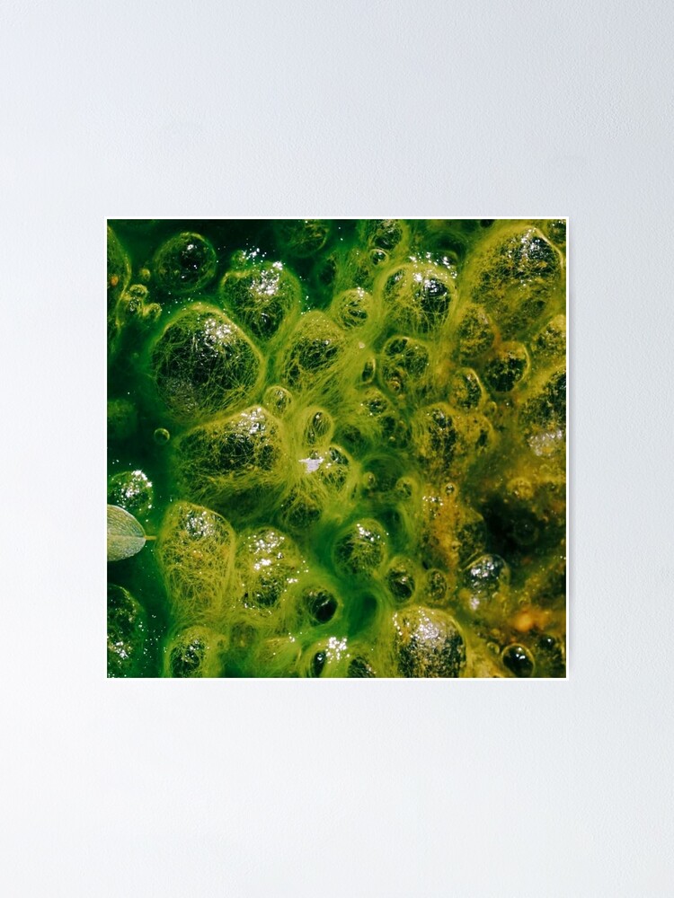 "beauty of cyanobacteria " Poster for Sale by ritusdesigns | Redbubble