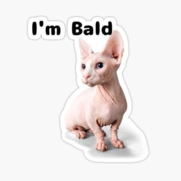 "Meme bald cat" Sticker by HappiPets | Redbubble