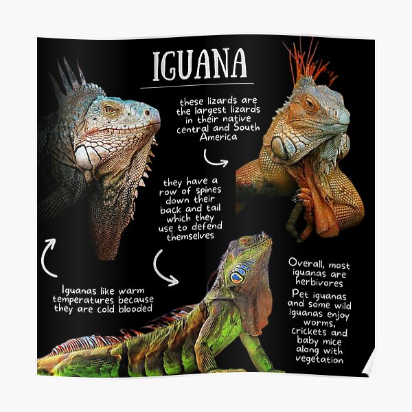 "Iguana Fun Facts" Poster for Sale by KyleNesas | Redbubble
