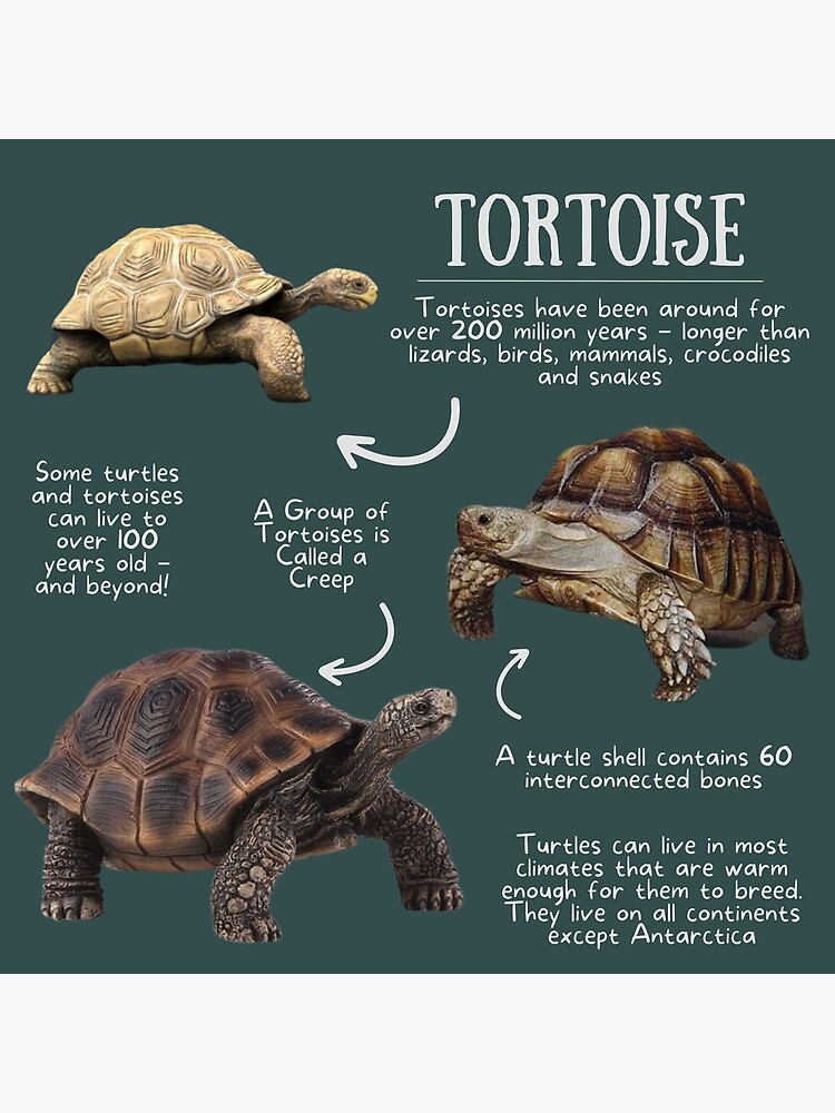 "Tortoise Fun Facts" Poster for Sale by KyleNesas | Redbubble