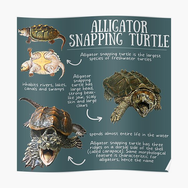 "Alligator Snapping Turtle Fun Facts" Poster by KyleNesas | Redbubble