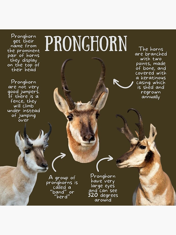 "Pronghorn Fun Facts" Poster by KyleNesas | Redbubble