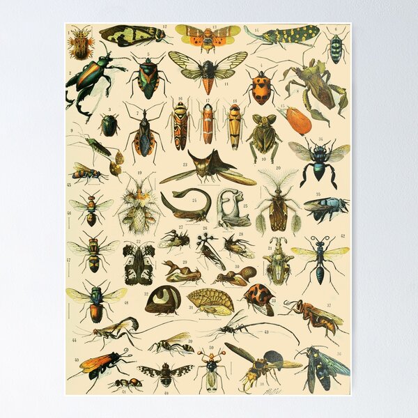 "Insects Vintage Bug Chart" Poster for Sale by ind3finite | Redbubble