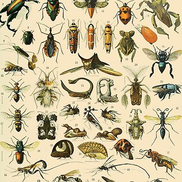 "Insects Vintage Bug Chart" Poster for Sale by ind3finite | Redbubble