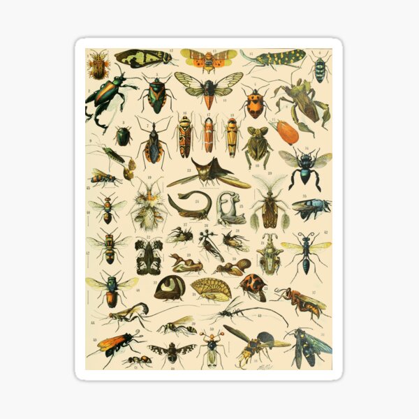 "Insects Vintage Bug Chart" Sticker by ind3finite | Redbubble