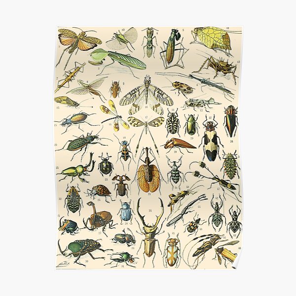 "Insects Vintage Bug Chart" Poster for Sale by ind3finite | Redbubble
