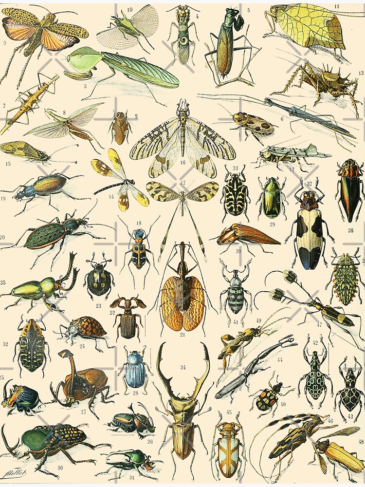 "Insects Vintage Bug Chart" Sticker for Sale by ind3finite | Redbubble